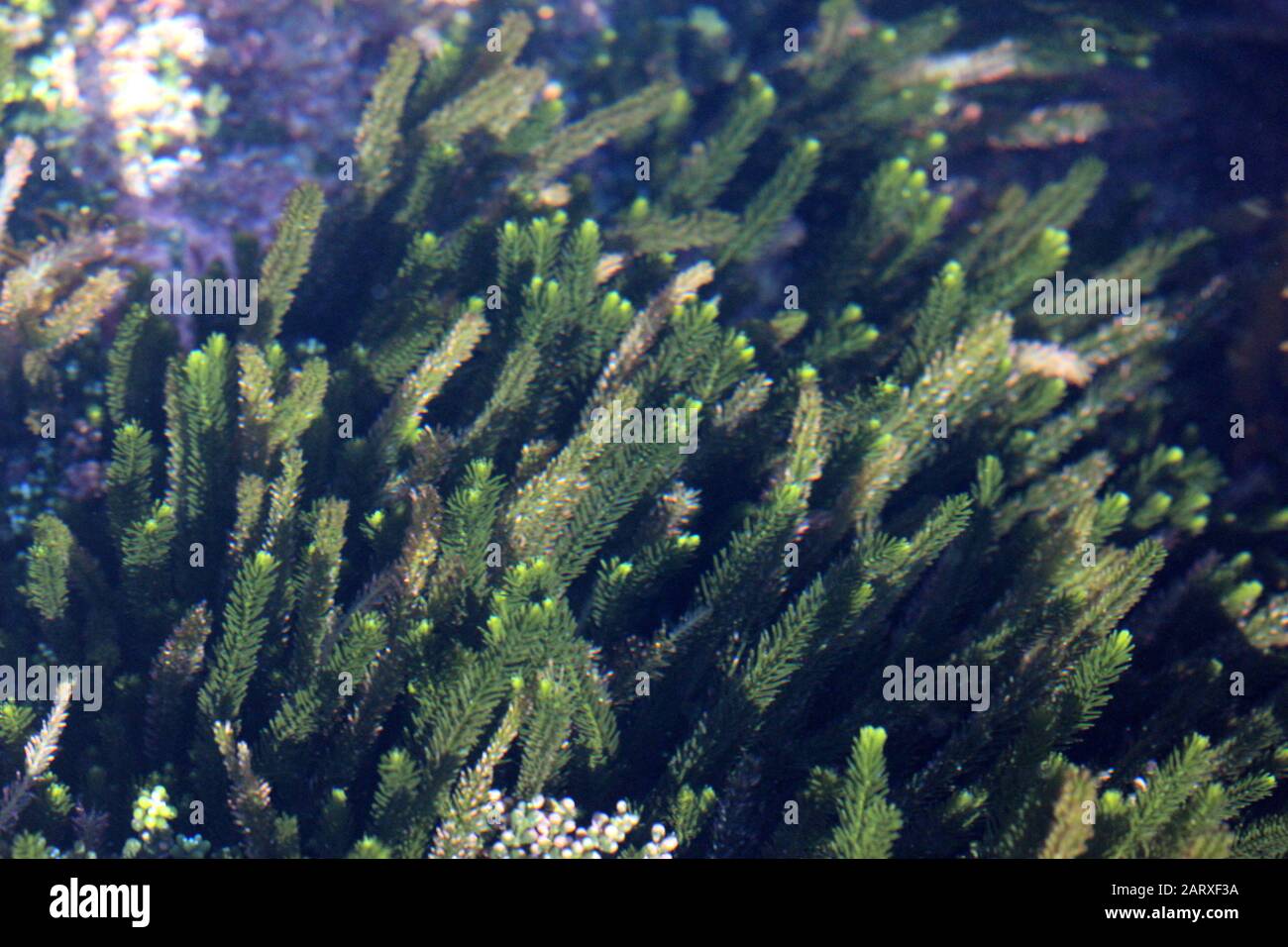 New Zealand seaweeds Stock Photo - Alamy