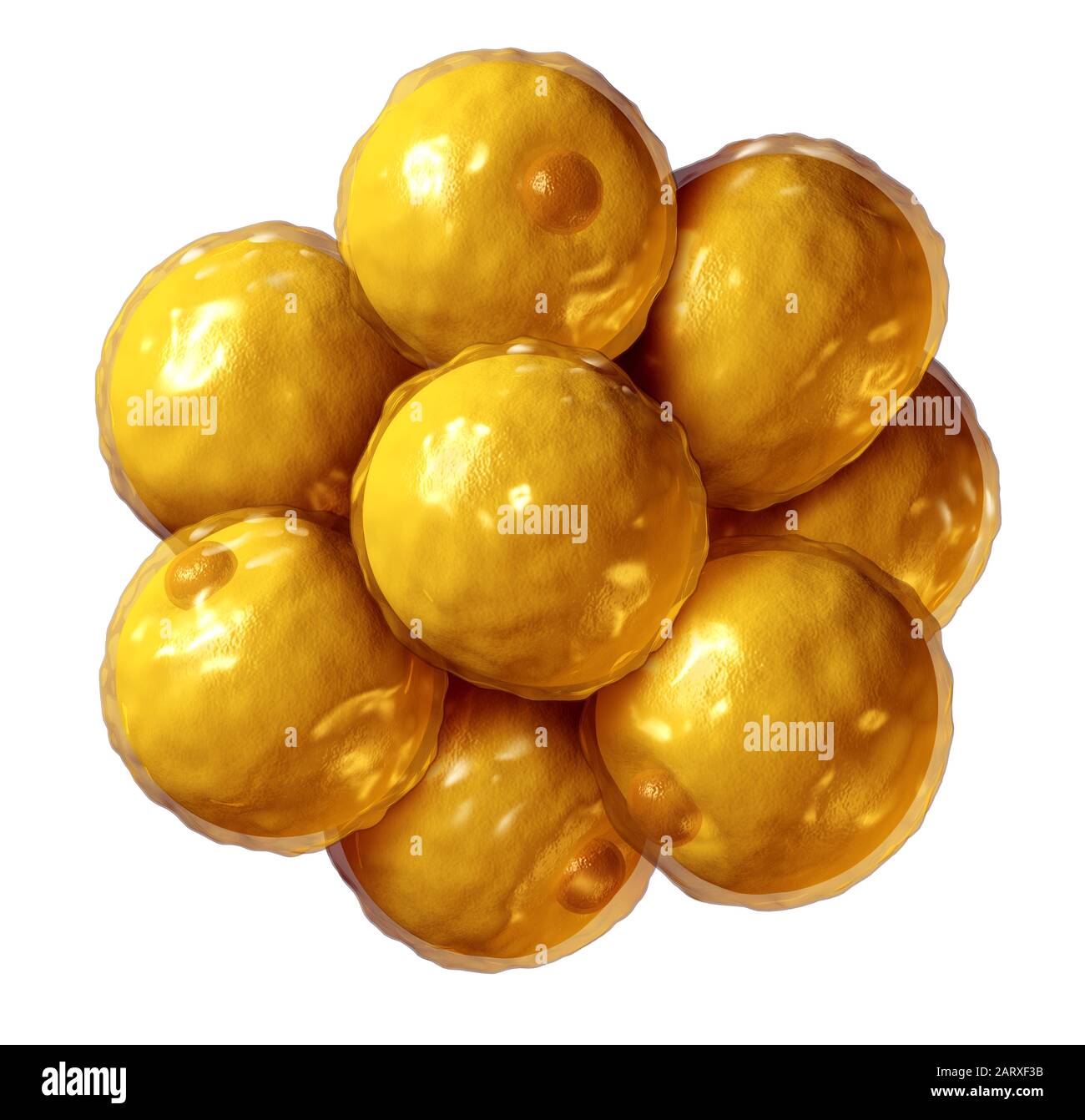 Human fat cells hi-res stock photography and images - Alamy