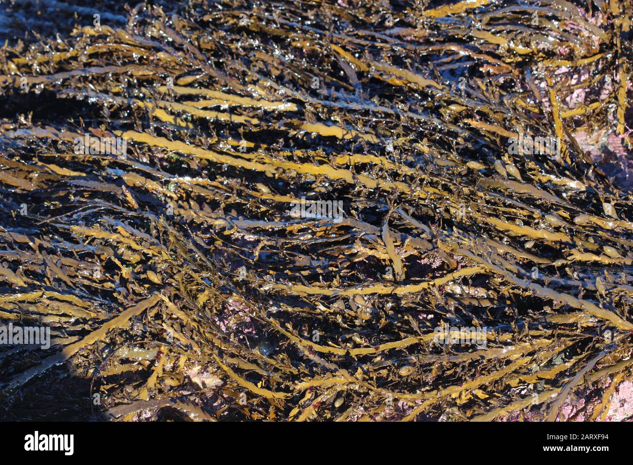 New Zealand seaweeds Stock Photo - Alamy