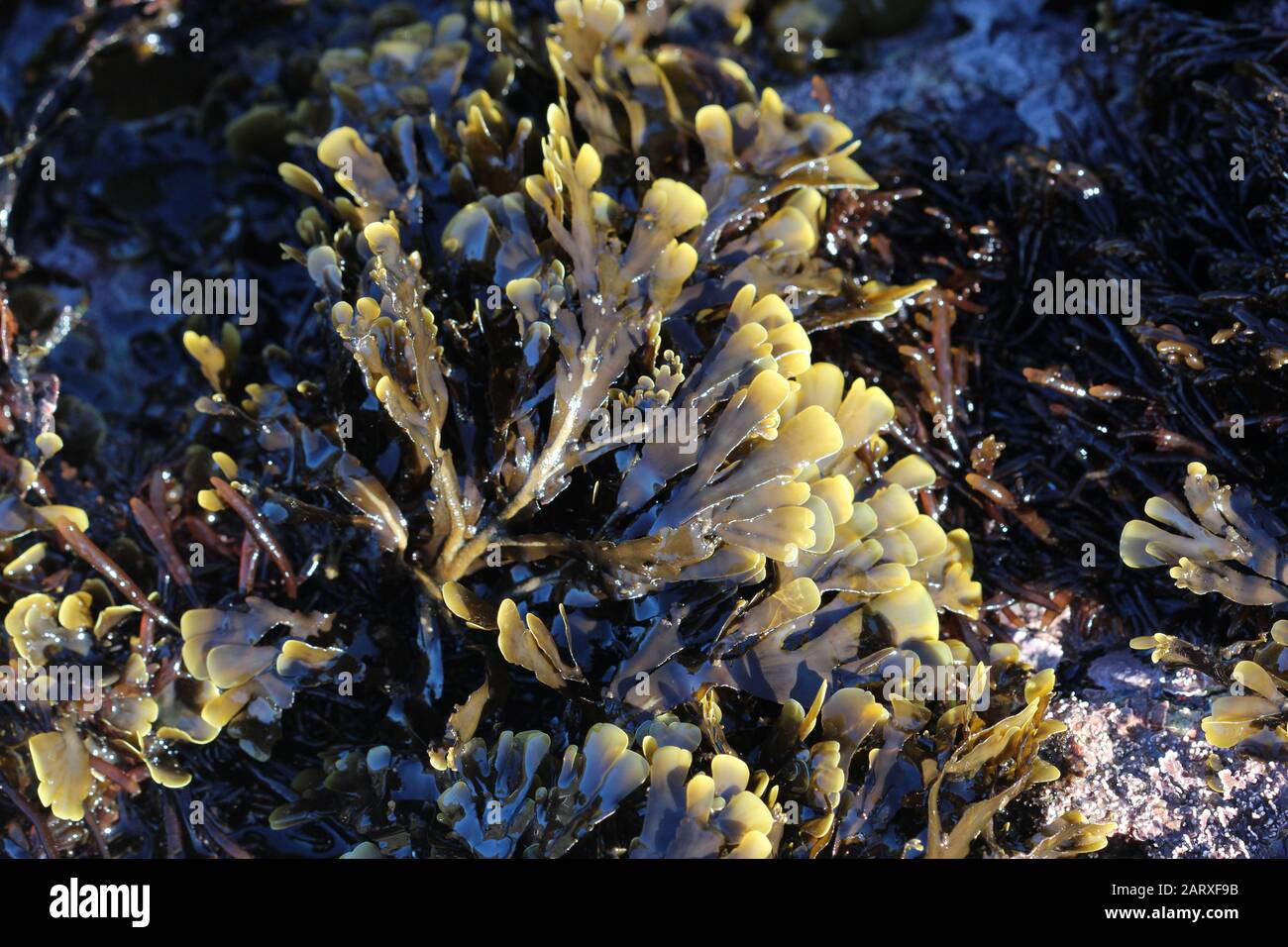 New Zealand seaweeds Stock Photo - Alamy