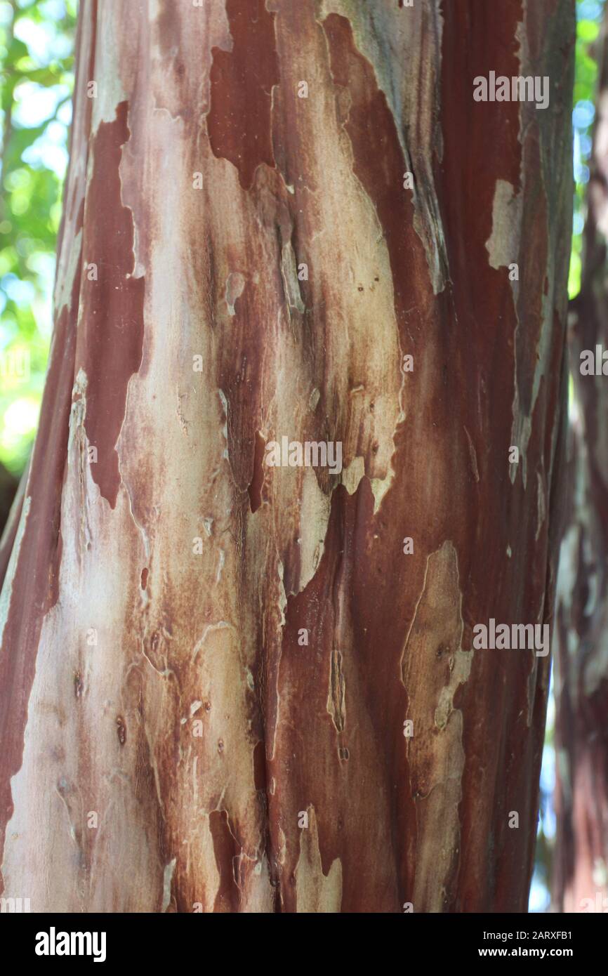 Close up of the cinnamon striped colored trunk of a Japanese Crepe ...