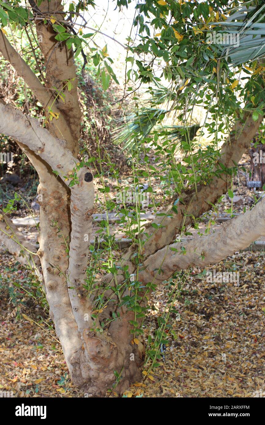 Branches sprouting up the trunk of a Bush Willow tree in Superior ...