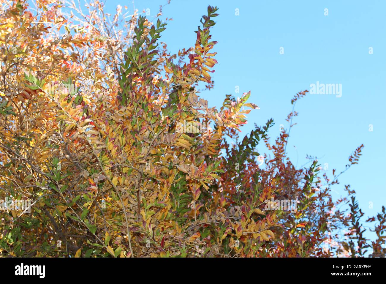 Bush willow hi-res stock photography and images - Alamy