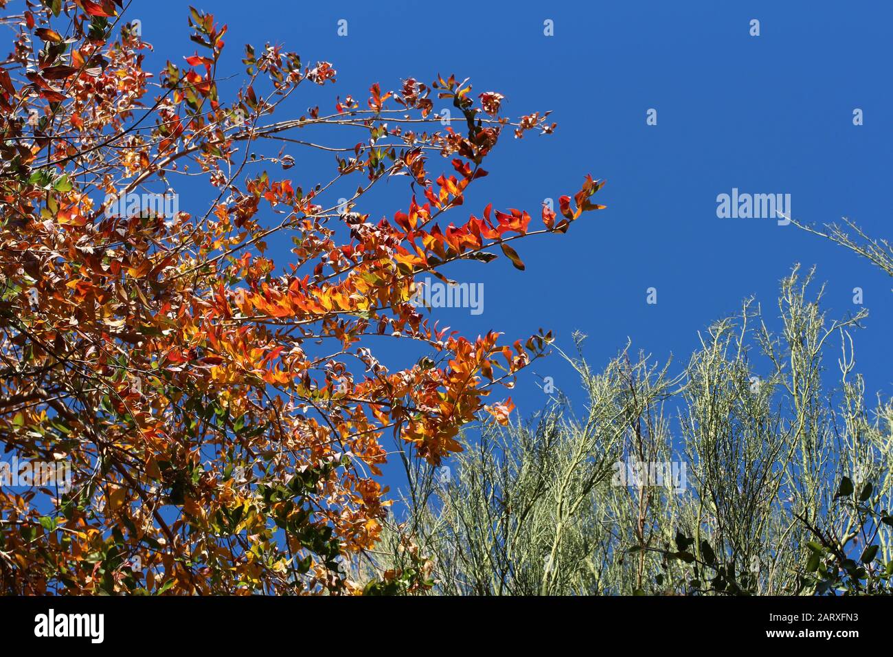 Brilliant fall foliage, yellow, red, orange and green leaves on a Bush ...