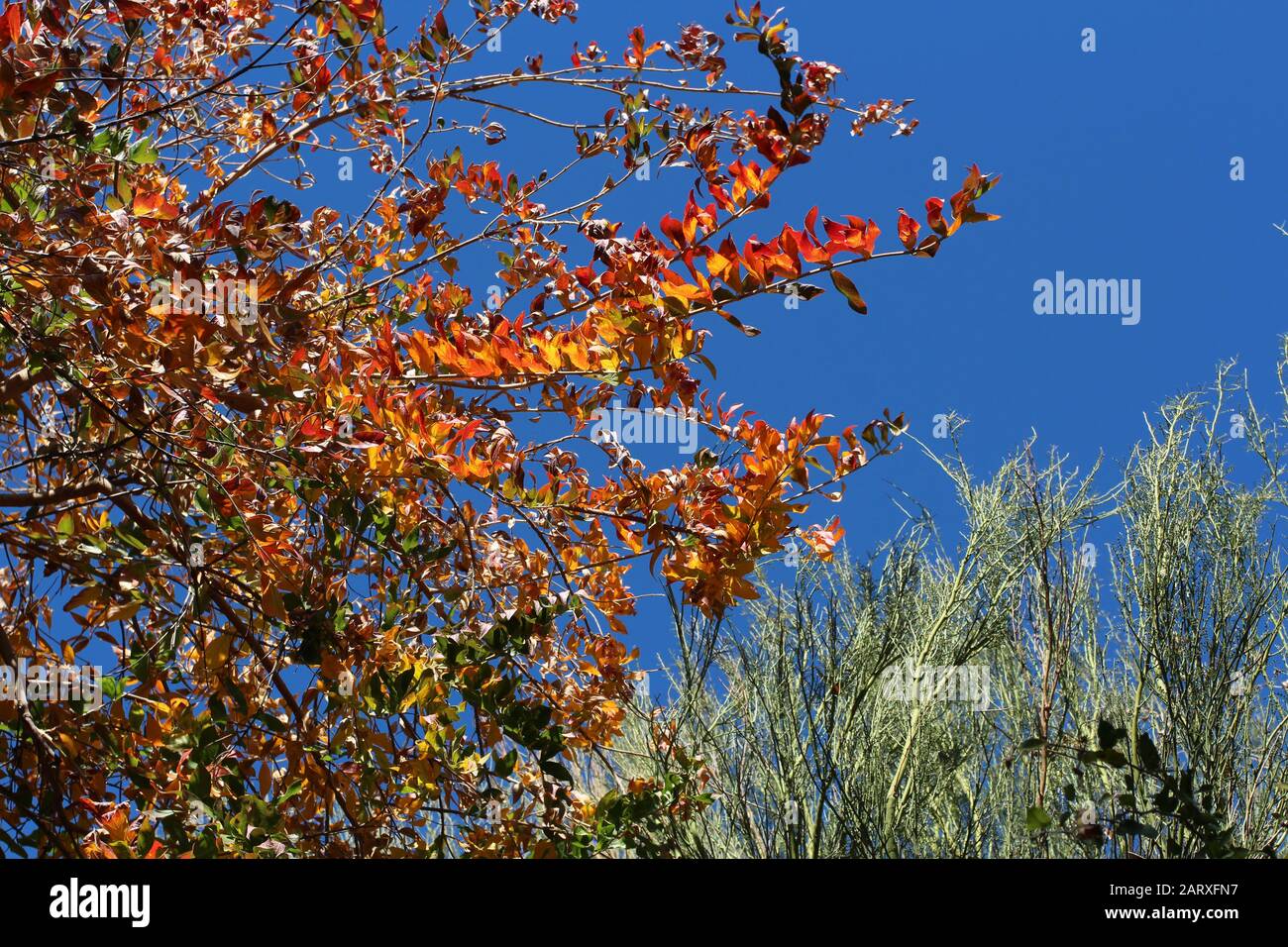 Close up of fall foliage, yellow, red, orange and green leaves on a ...