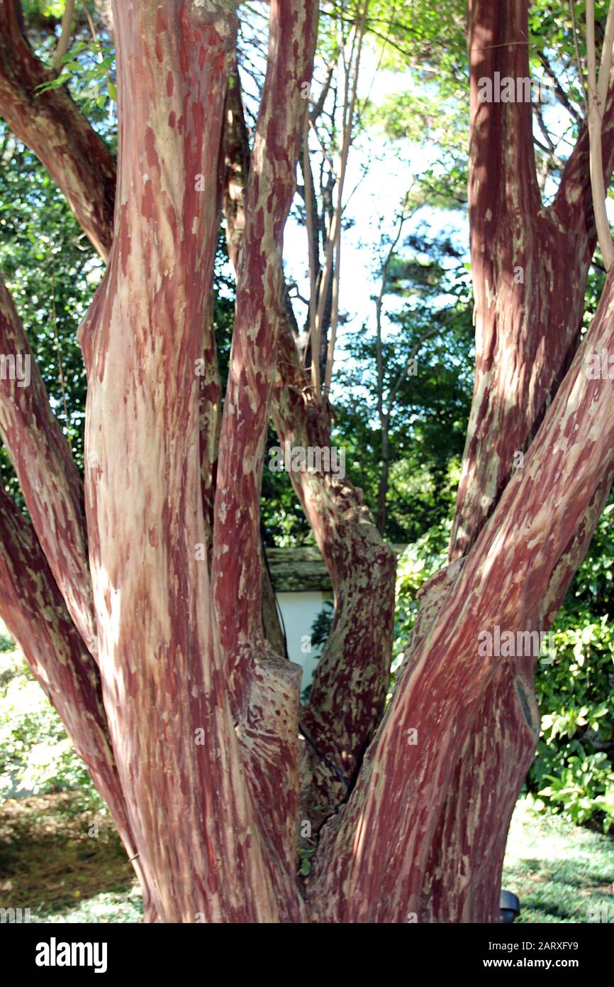 Japanese crepe myrtle hi-res stock photography and images - Alamy