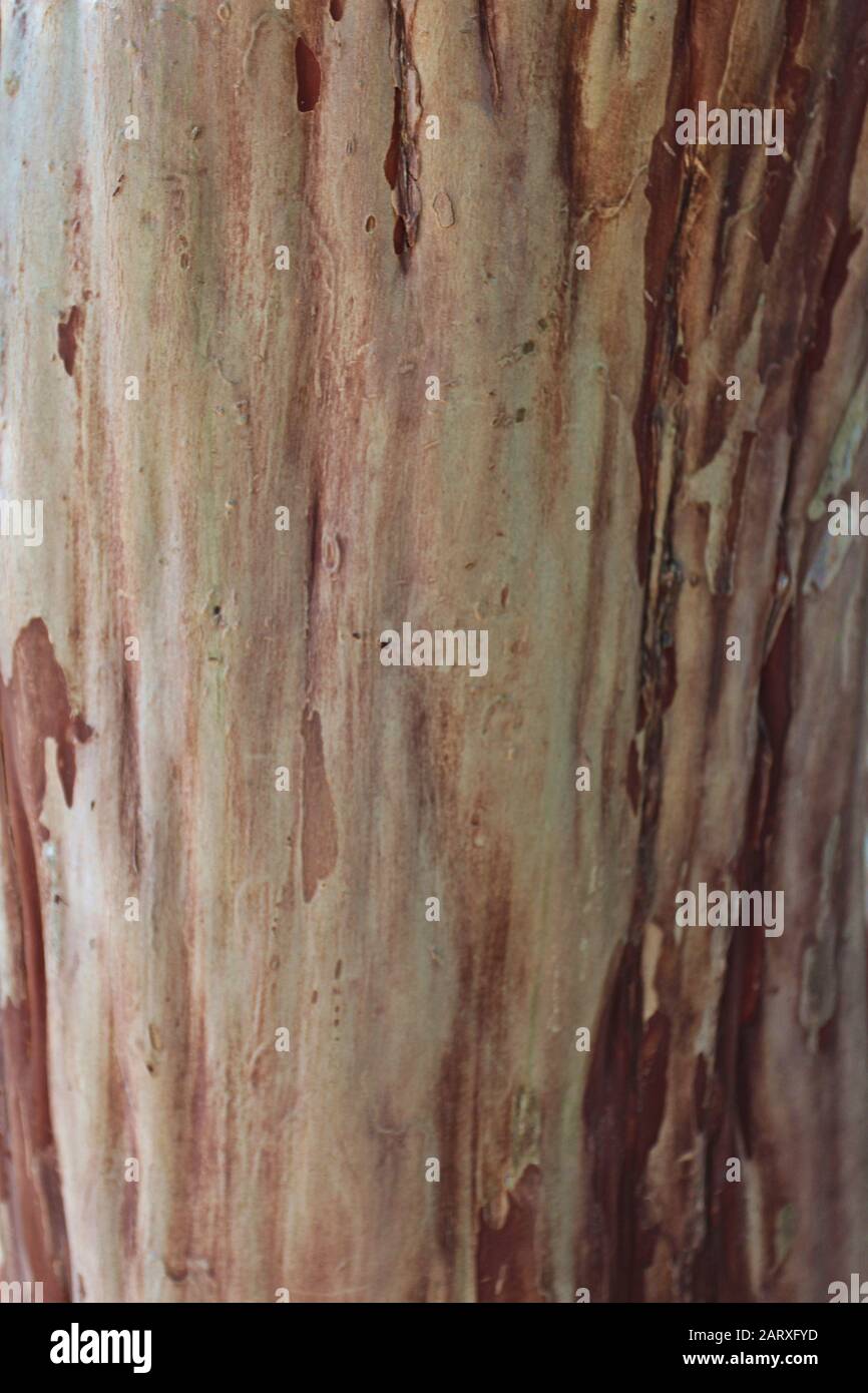 Close up of the cinnamon striped colored trunk of a Japanese Crepe ...