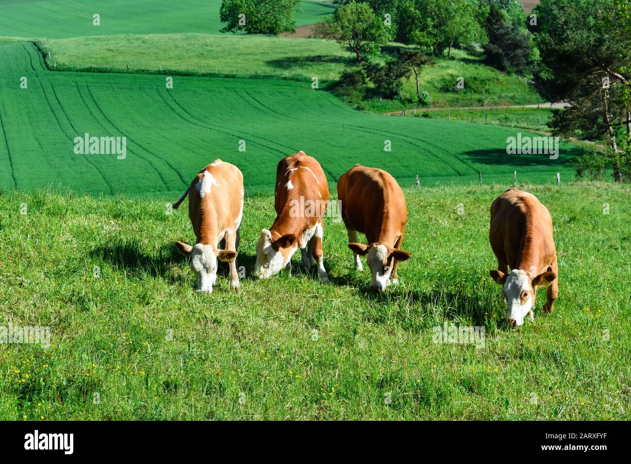 Four cows hi-res stock photography and images - Alamy