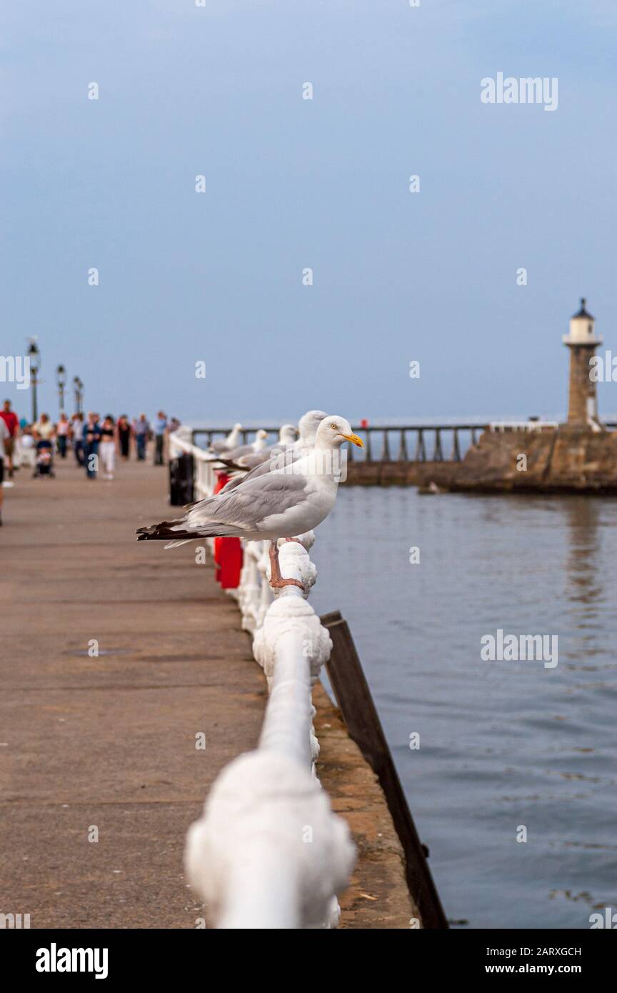 Seagulls sat on railings of West Pier, Whitby, UK Stock Photo - Alamy