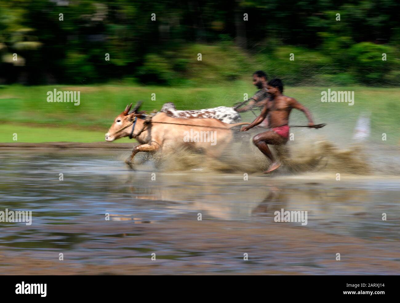 Maramadi is a type of cattle race conducted in Indian state Kerala. It ...