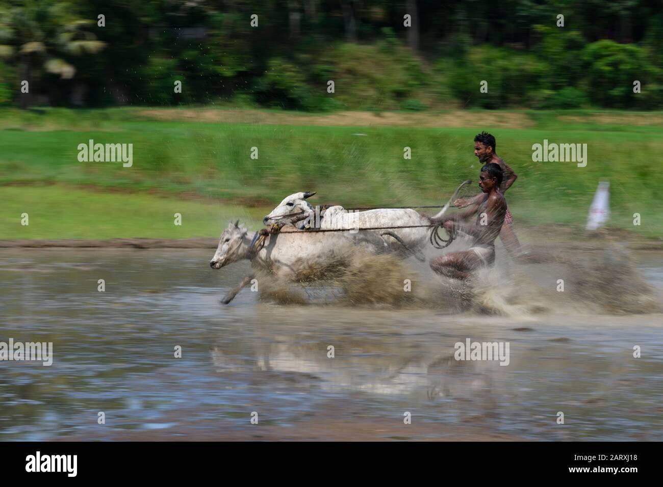 Maramadi is a type of cattle race conducted in Indian state Kerala. It ...