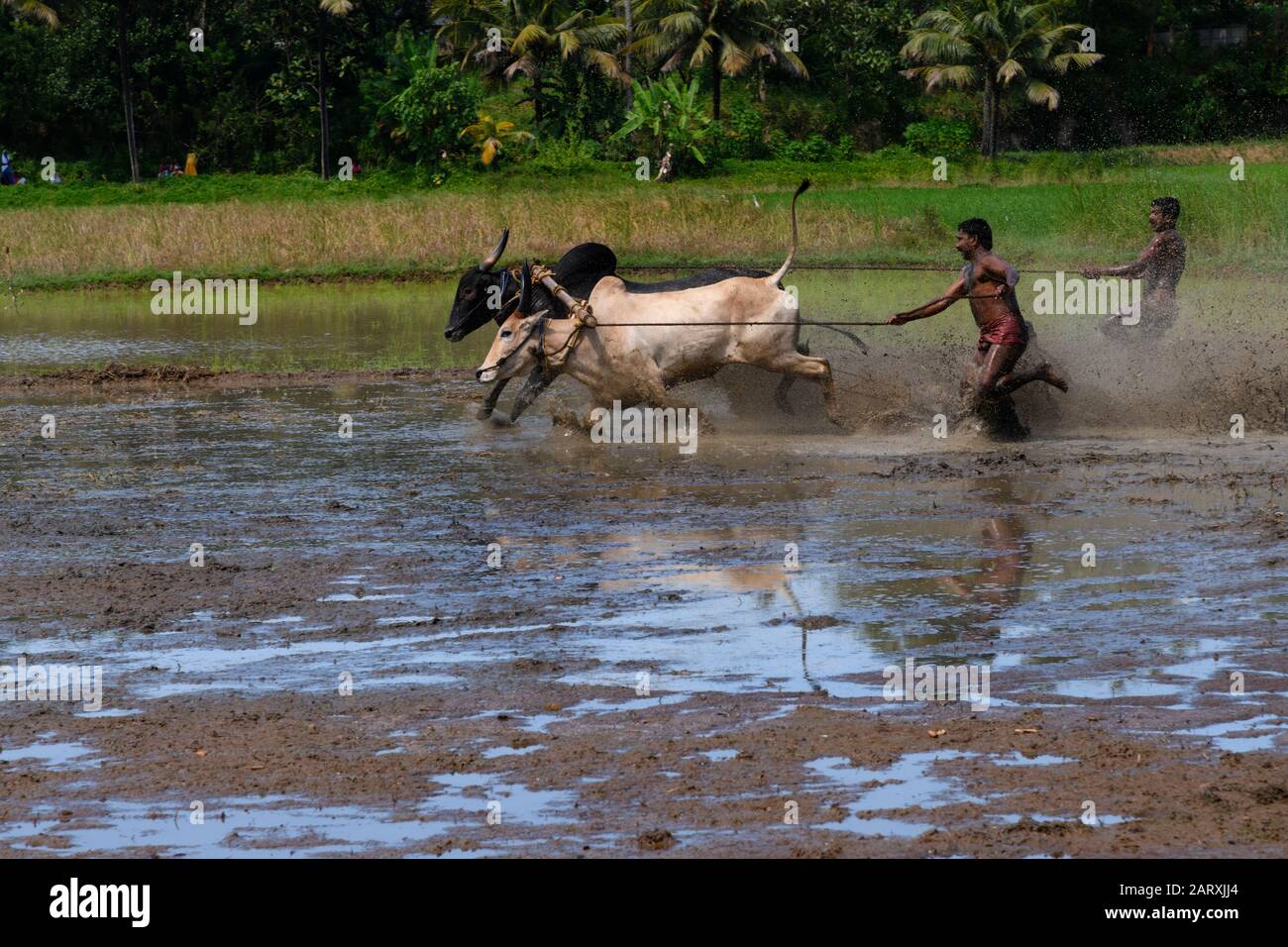 Maramadi is a type of cattle race conducted in Indian state Kerala. It ...