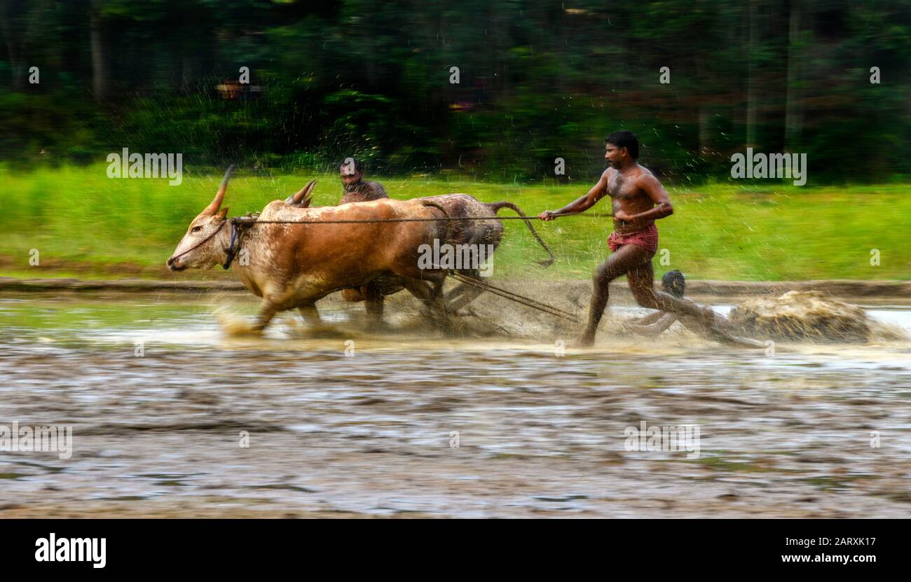 Maramadi is a type of cattle race conducted in Indian state Kerala. It ...