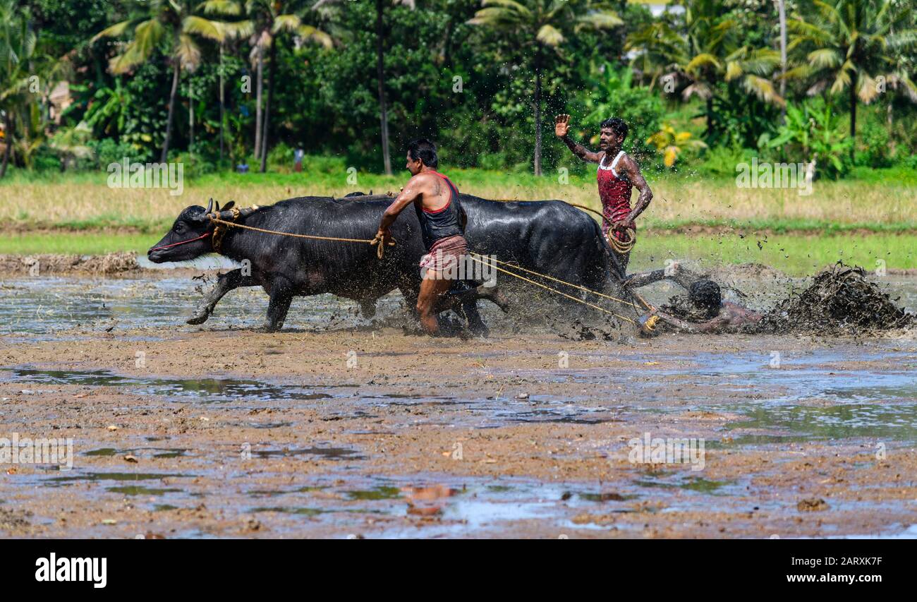Maramadi is a type of cattle race conducted in Indian state Kerala. It ...