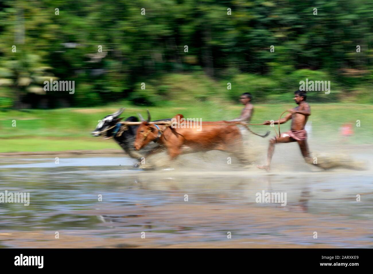 Maramadi is a type of cattle race conducted in Indian state Kerala. It ...