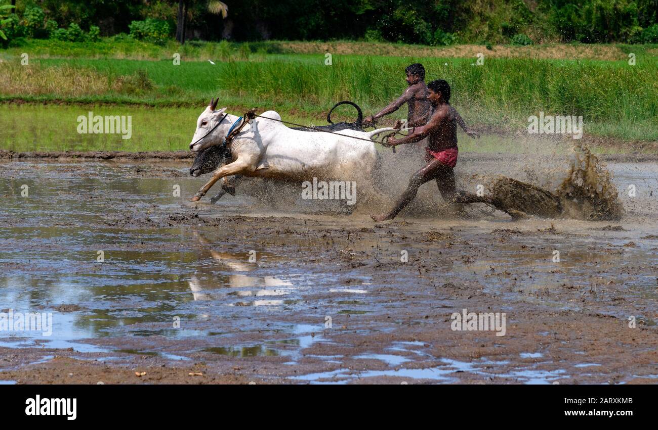 Maramadi is a type of cattle race conducted in Indian state Kerala. It ...