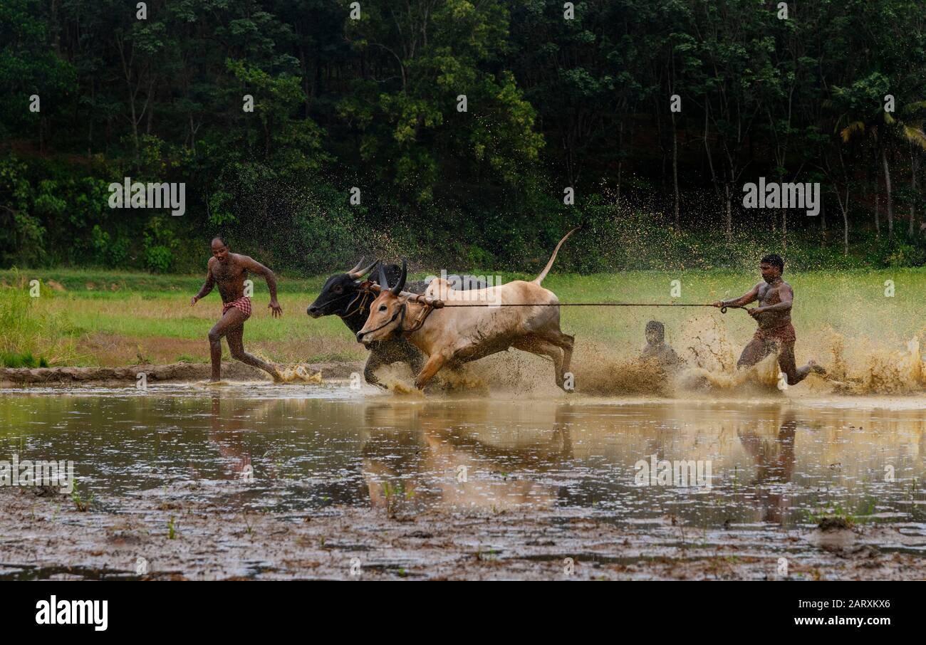 Maramadi is a type of cattle race conducted in Indian state Kerala. It ...