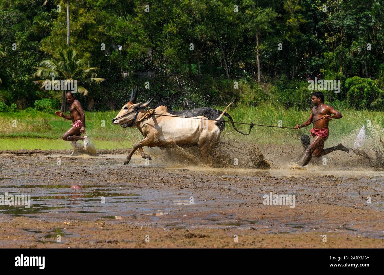 Maramadi is a type of cattle race conducted in Indian state Kerala. It ...