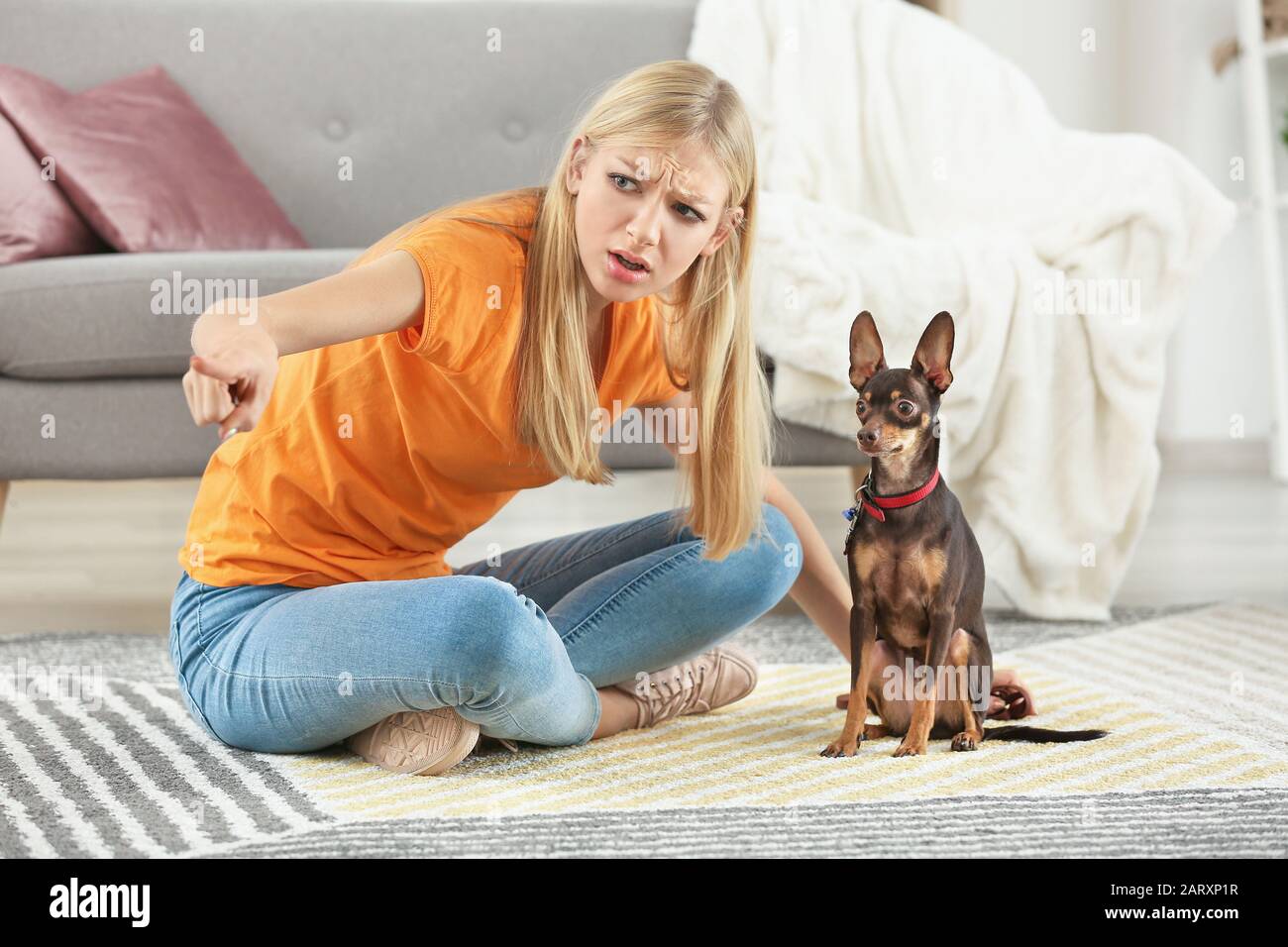 Angry young woman scolding her toy terrier dog at home Stock Photo - Alamy