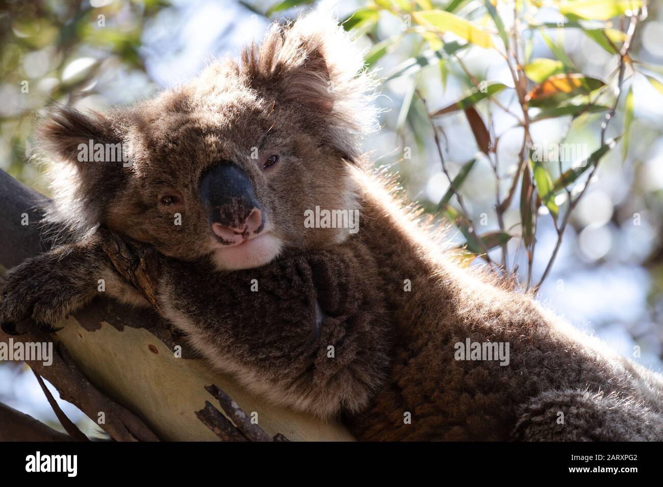 Close up of sleepy, back lit koala bear resting in eucalyptus mallee ...