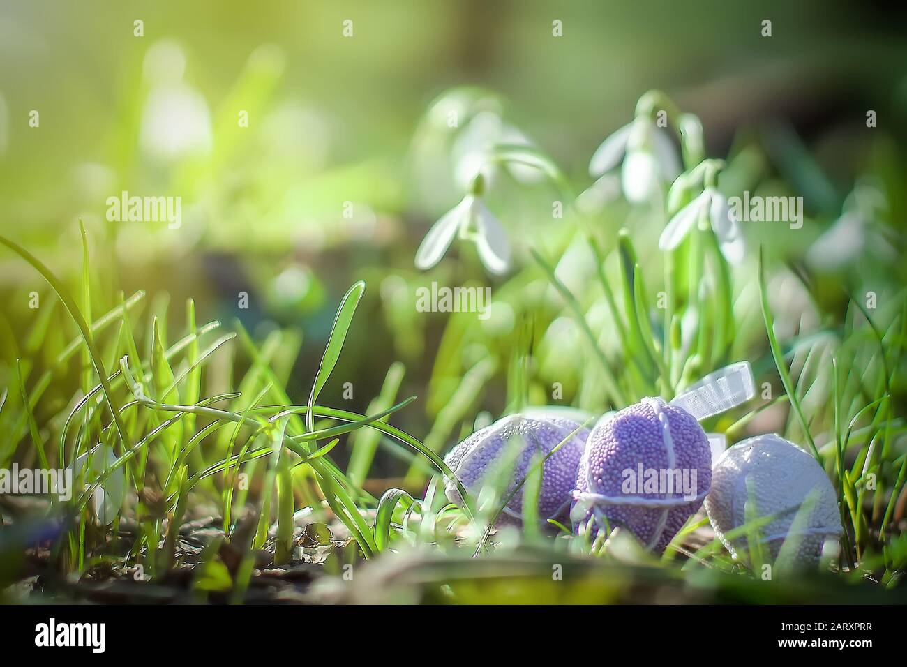 Purple snowdrops growing in spring hi-res stock photography and images ...
