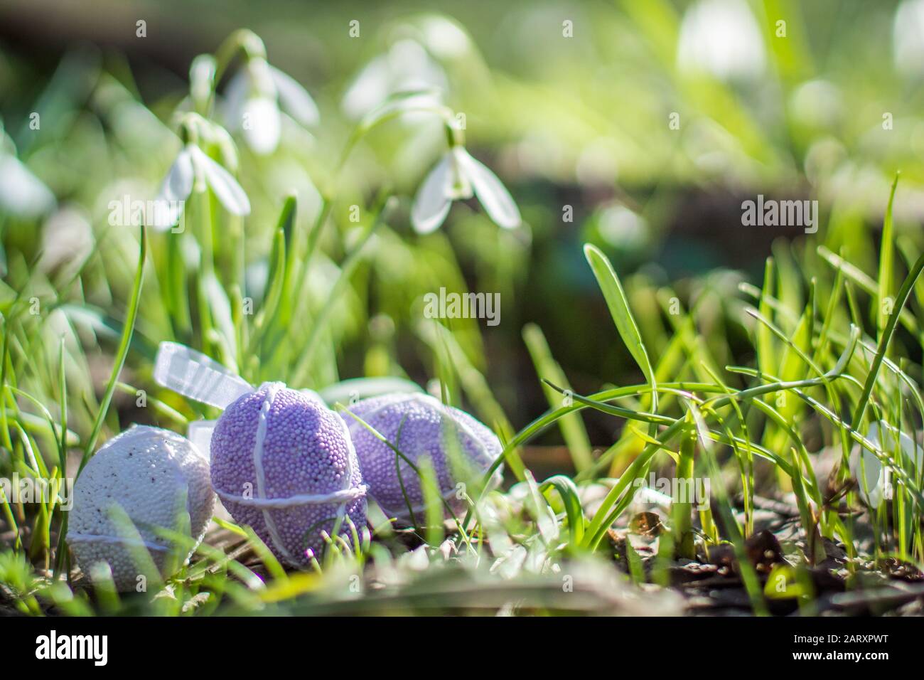 Purple snowdrops growing in spring hi-res stock photography and images ...