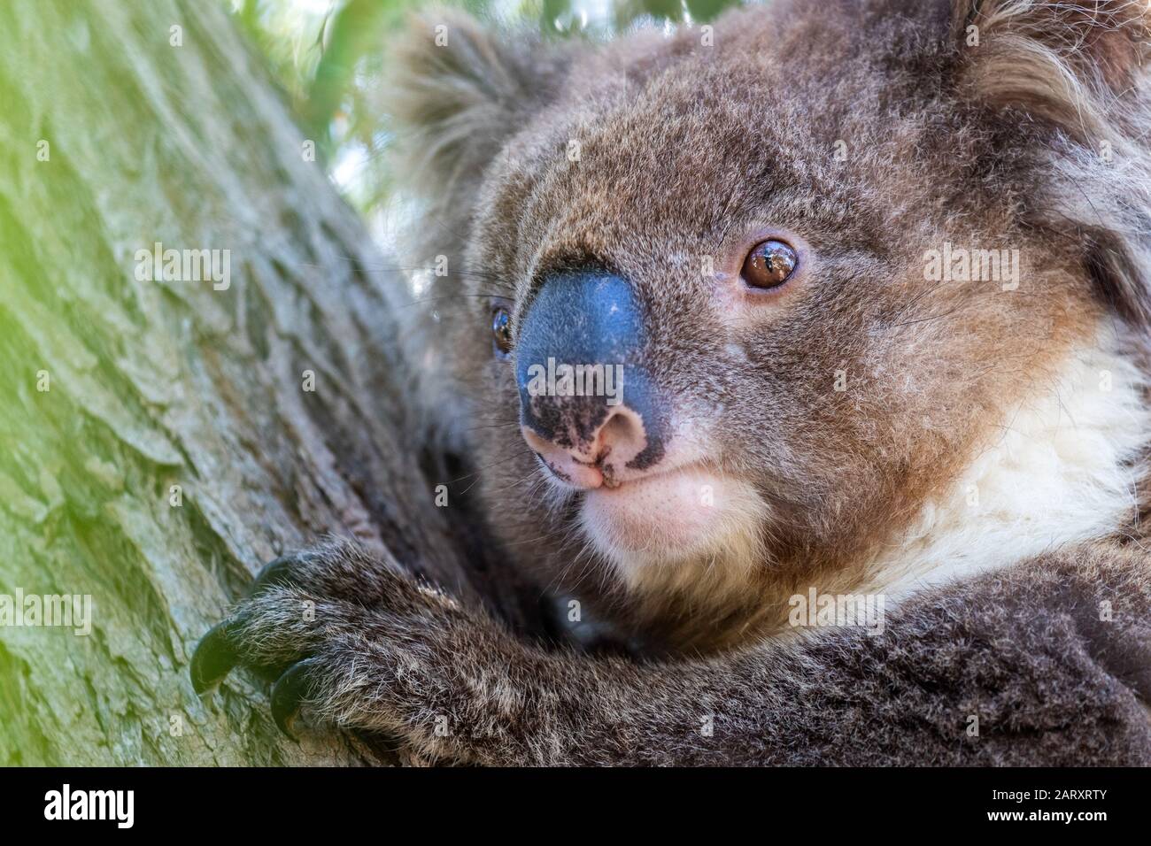 Koala bear tree hi-res stock photography and images - Alamy