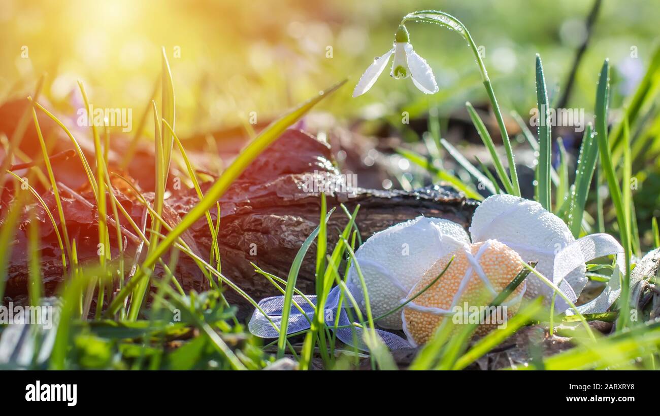 Purple snowdrops growing in spring hi-res stock photography and images ...