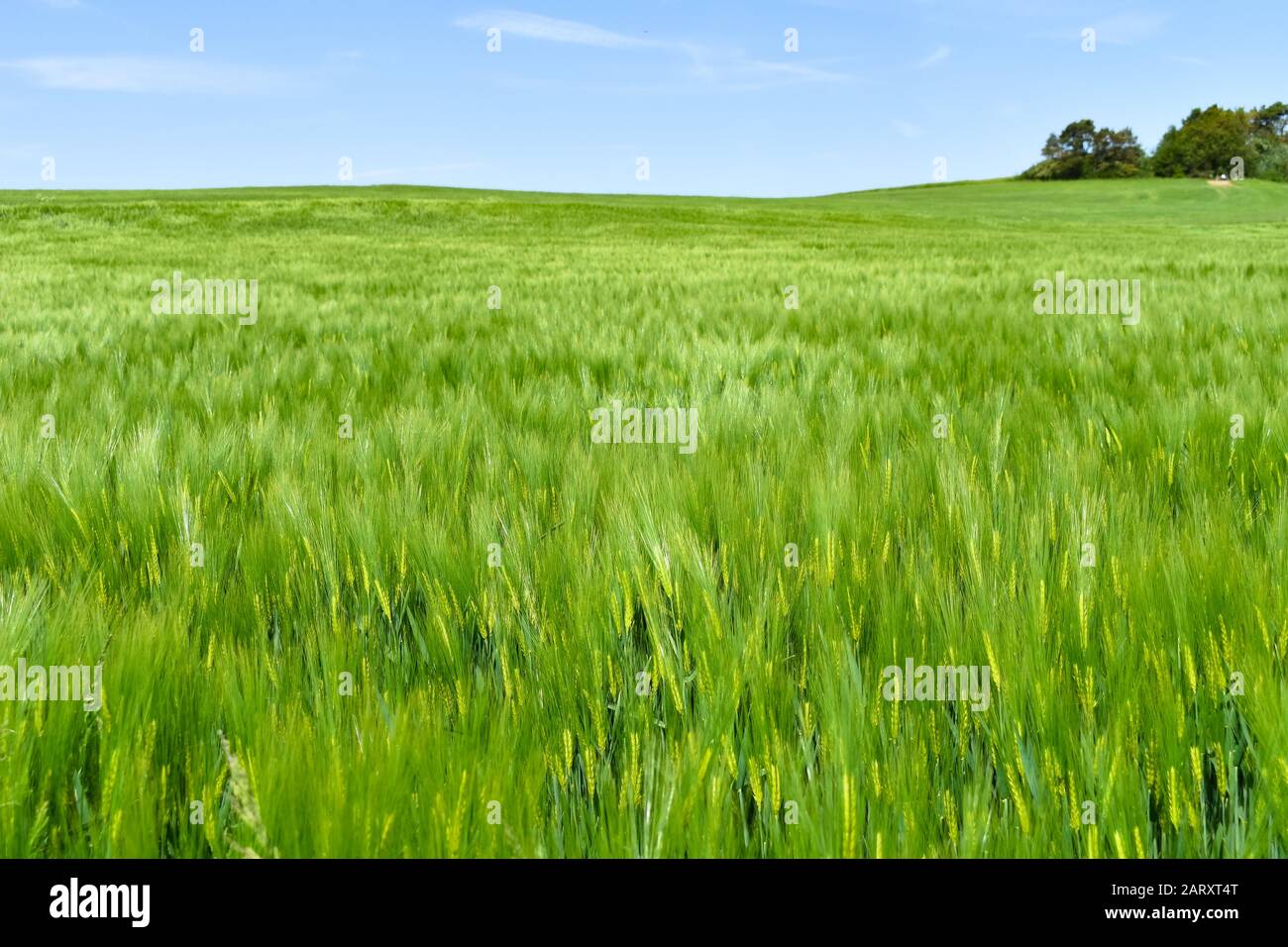 beautiful grain field in the Eifel Stock Photo - Alamy
