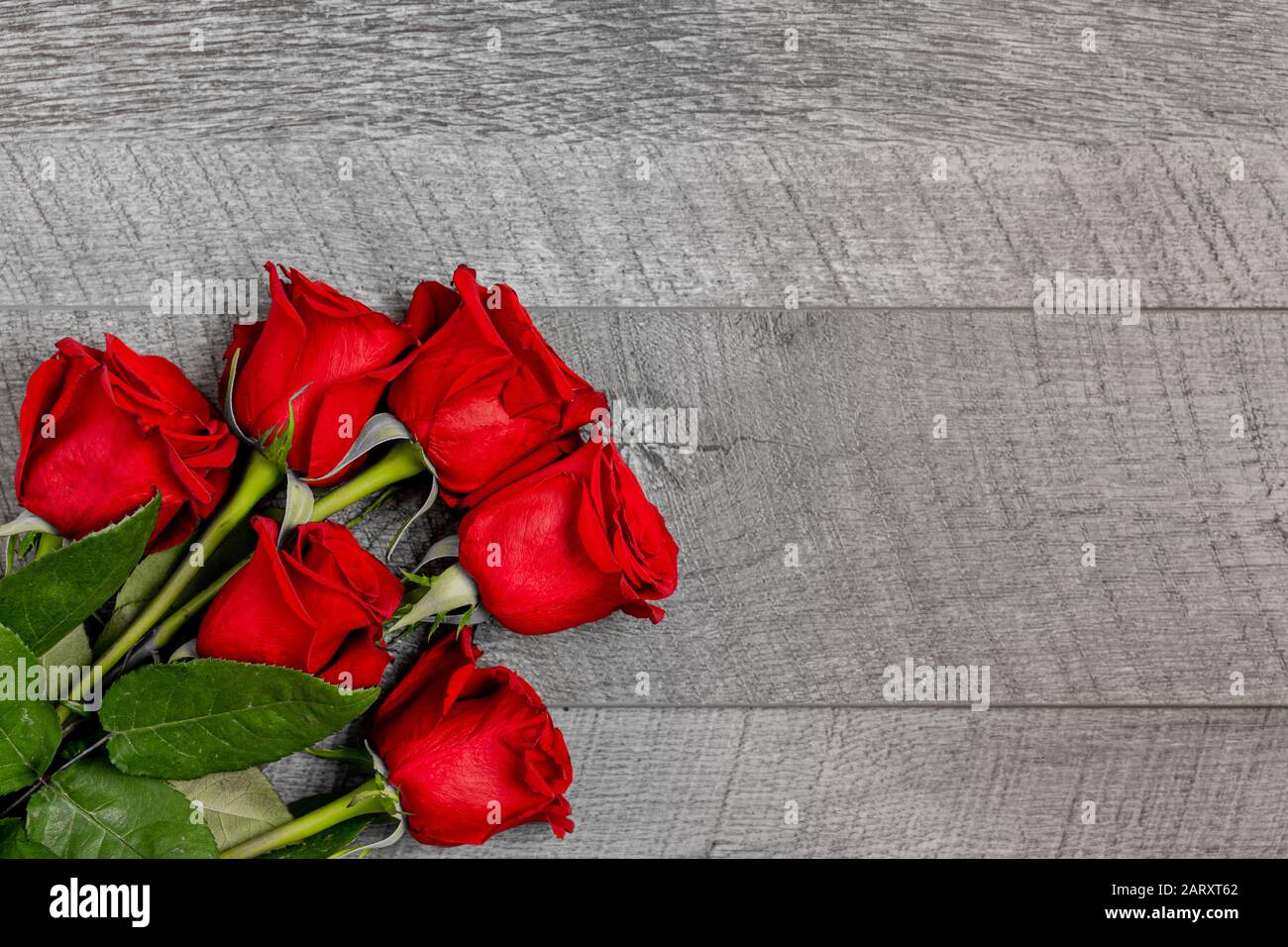Red Rose Gray Background