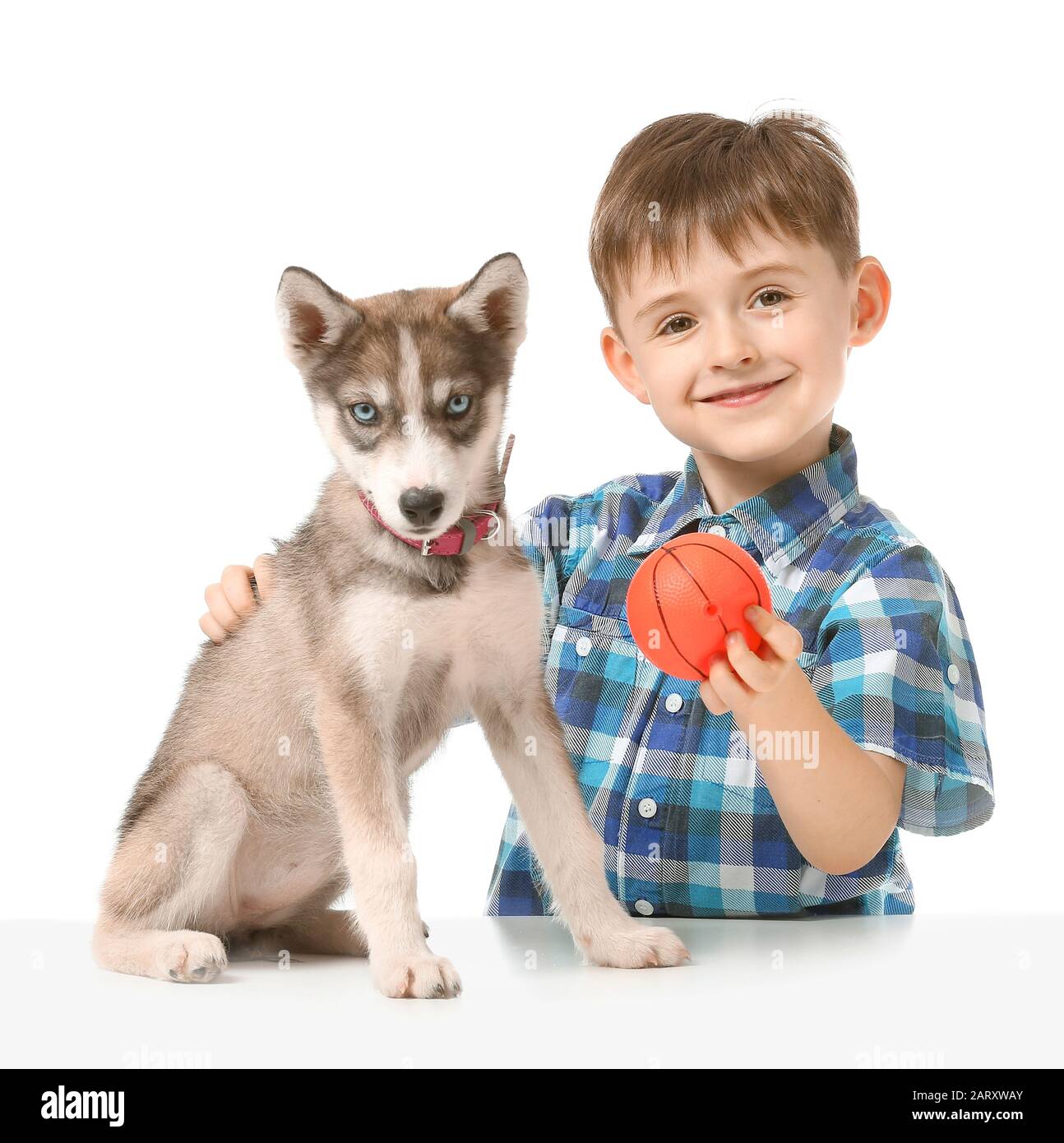 Little boy playing with cute husky puppy on white background Stock ...