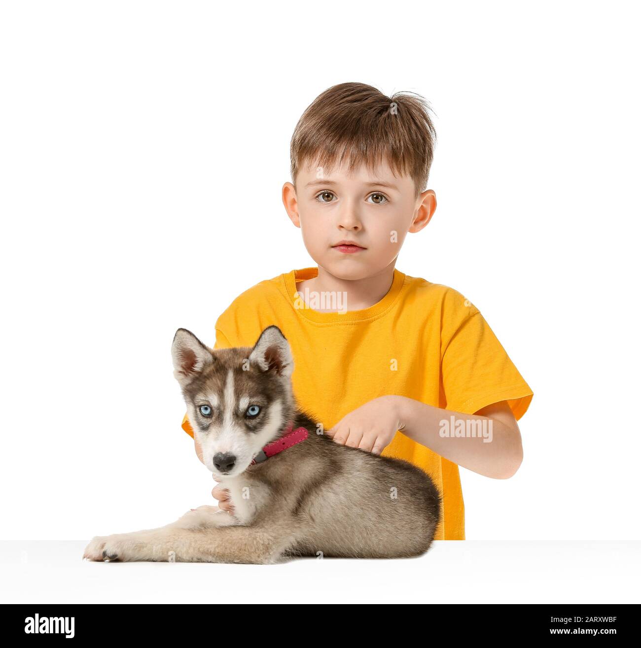 Little boy with cute husky puppy on white background Stock Photo - Alamy