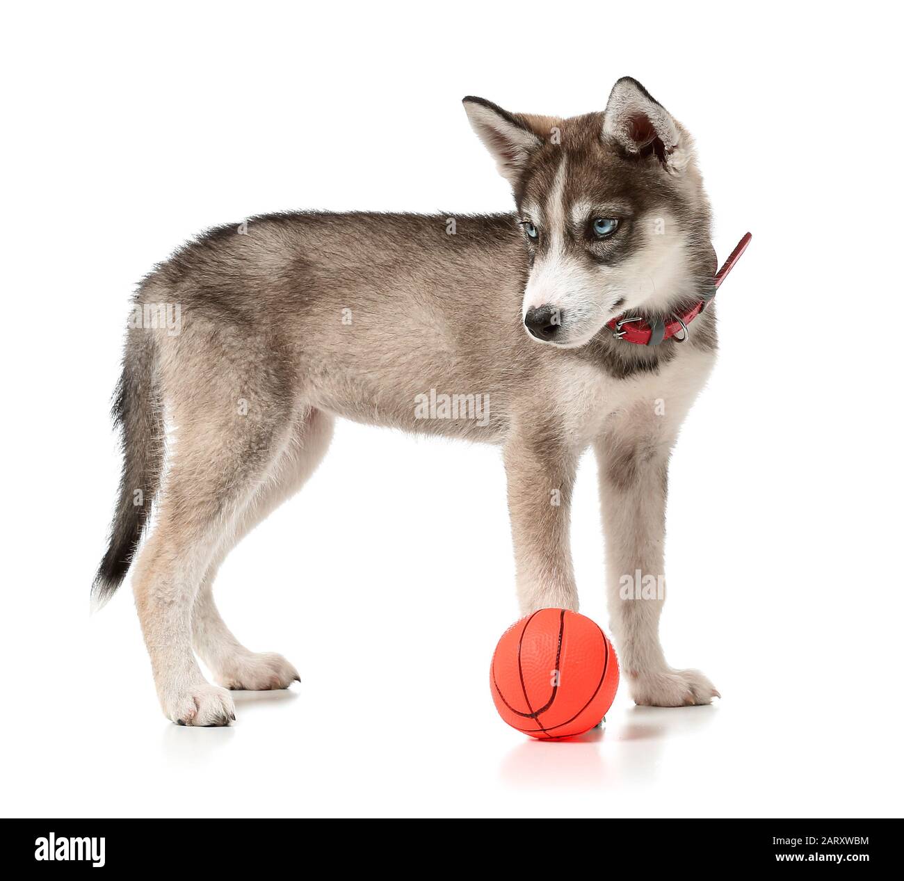 Cute husky puppy with ball on white background Stock Photo - Alamy
