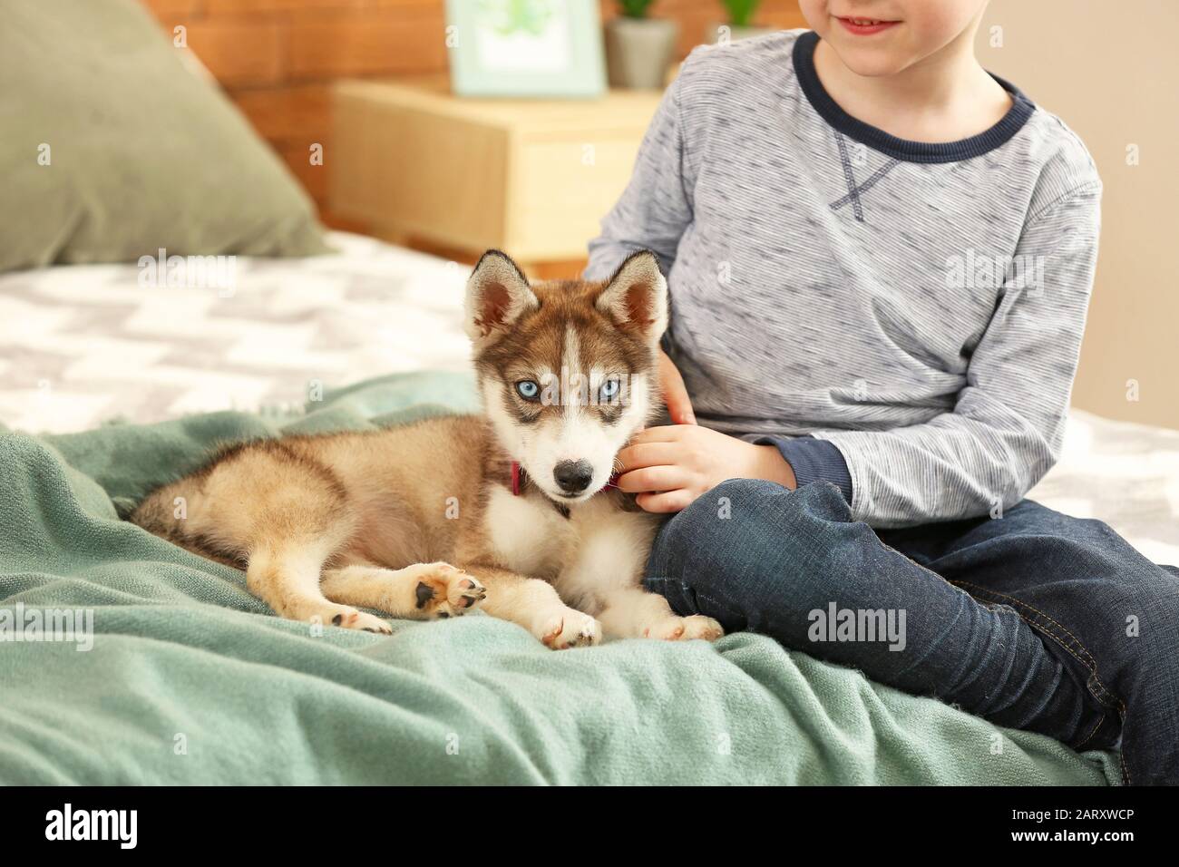 Little boy with cute husky puppy in bedroom Stock Photo - Alamy