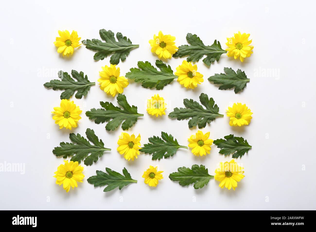 Composition with autumn flowers and leaves on white background Stock ...