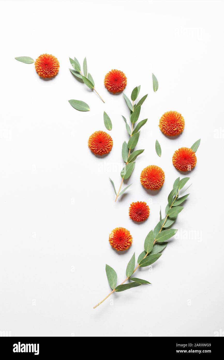 Composition with autumn flowers and eucalyptus on white background ...