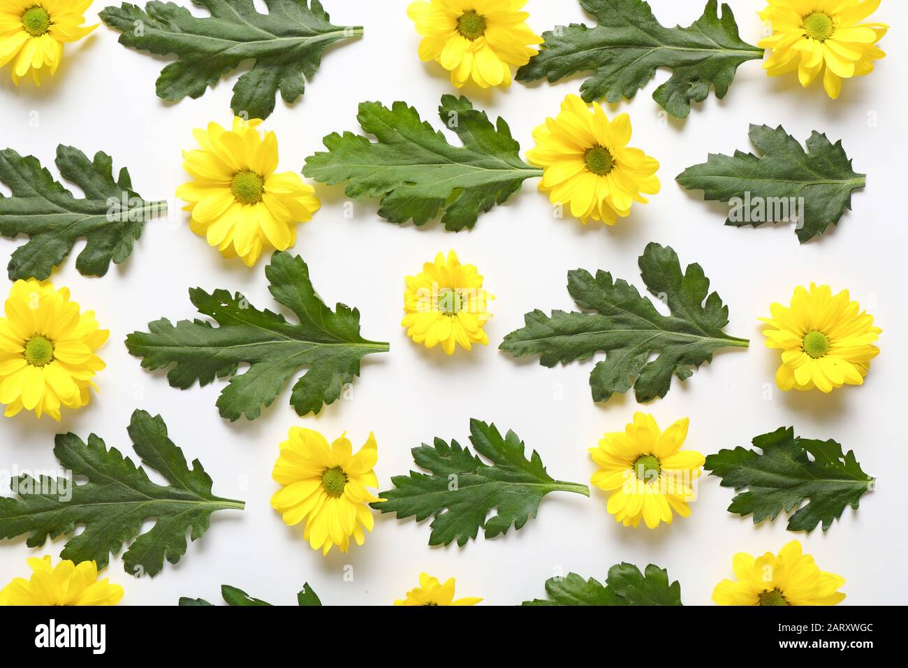 Composition with autumn flowers and leaves on white background Stock ...