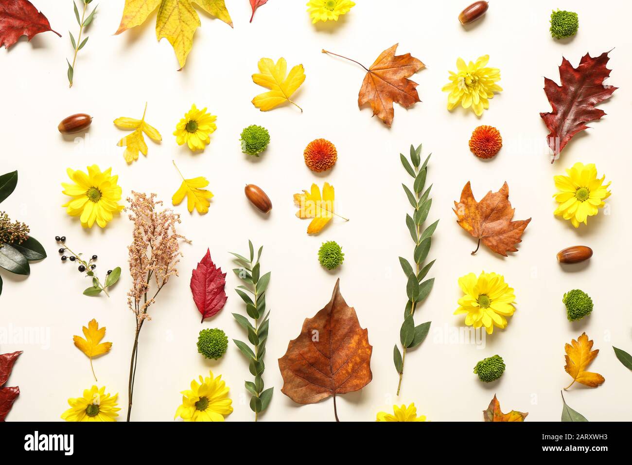 Composition with autumn flowers and leaves on white background Stock ...