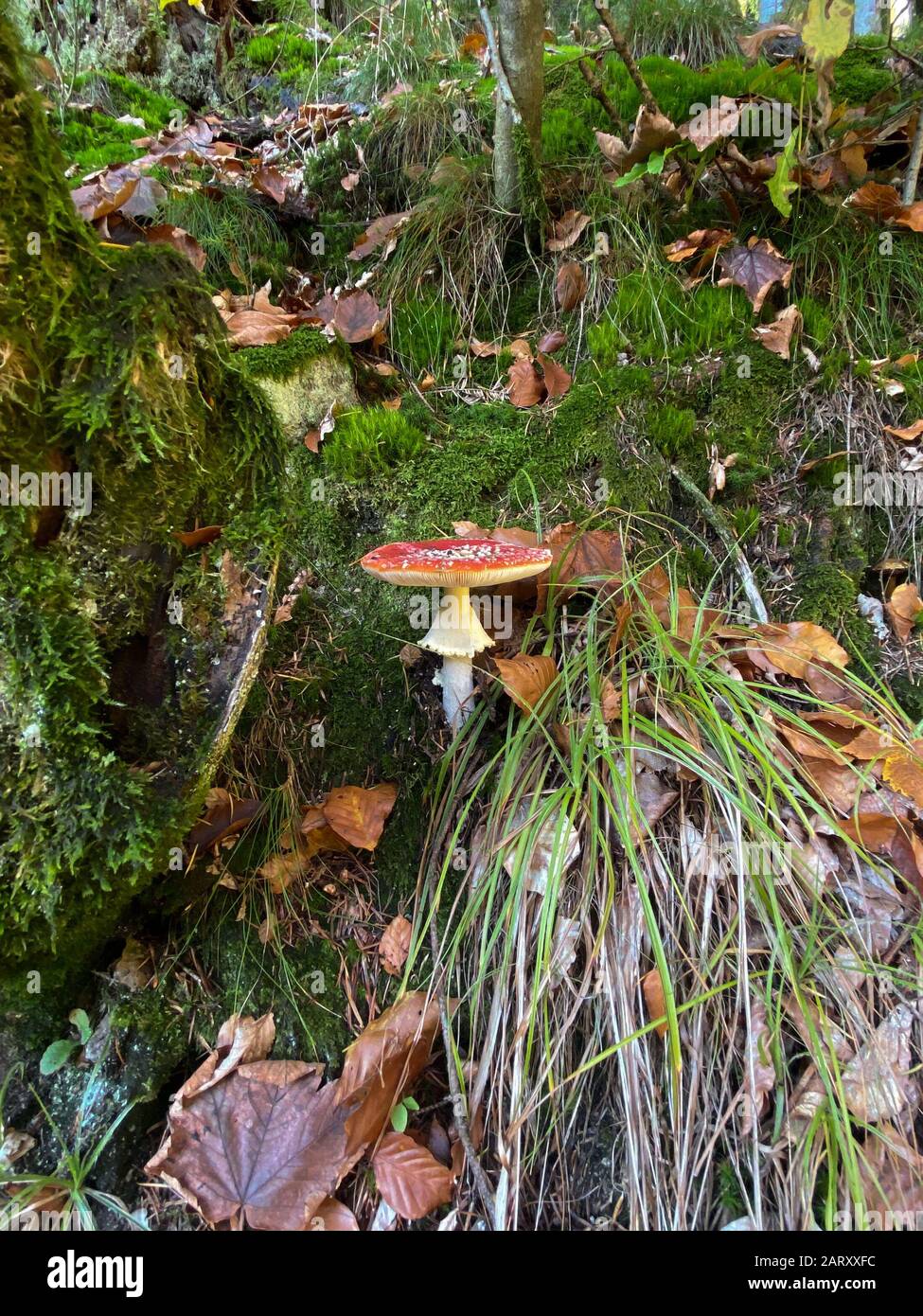 Amanita muscaria in forest commonly known as the fly agaric or fly ...