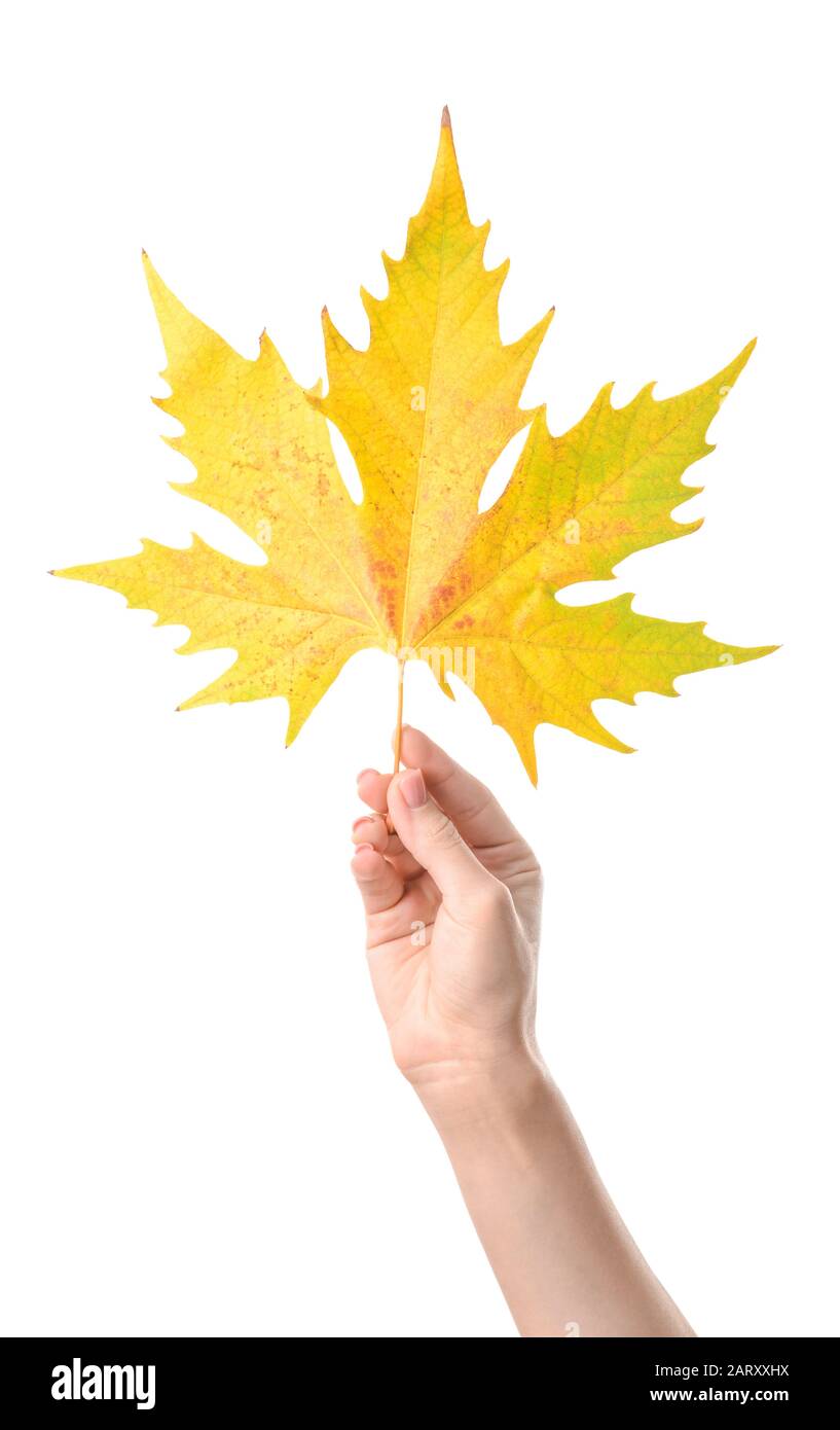Female hand with autumn leaf on white background Stock Photo - Alamy