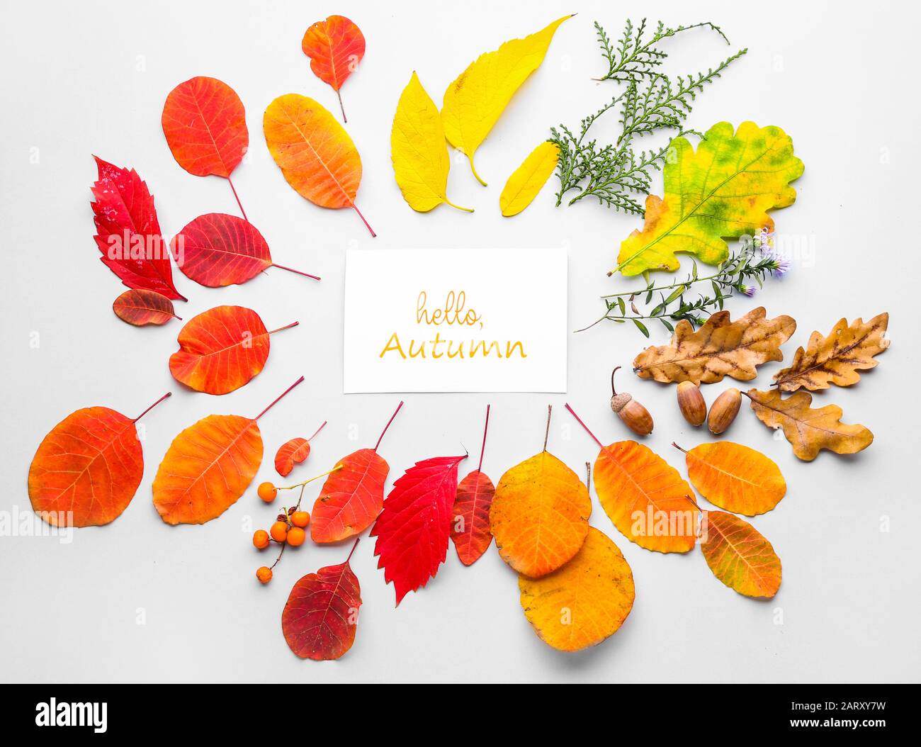 Beautiful autumn composition with leaves and card on white background ...