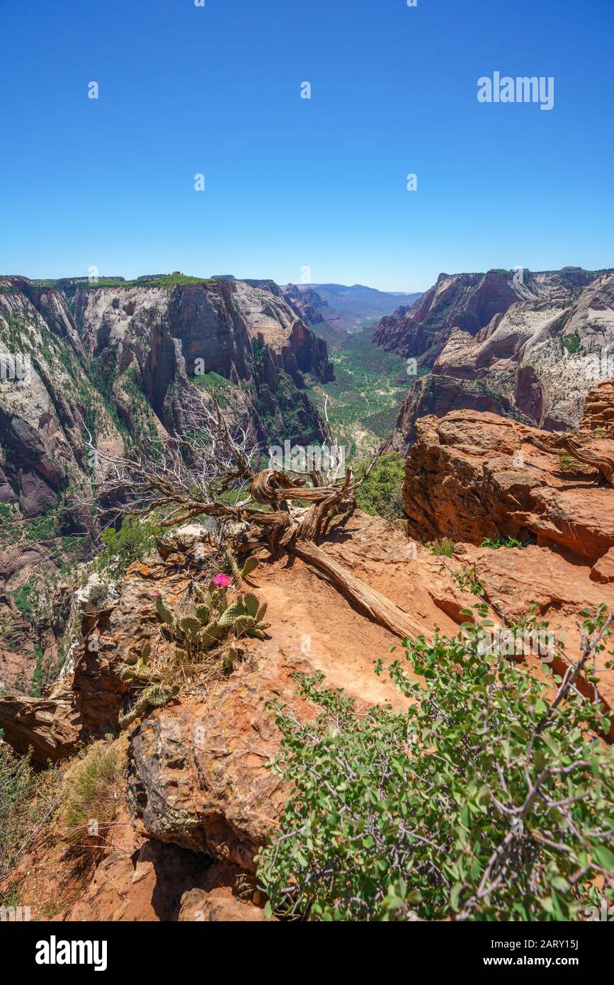 hiking the observation point trail in zion national park in the usa ...