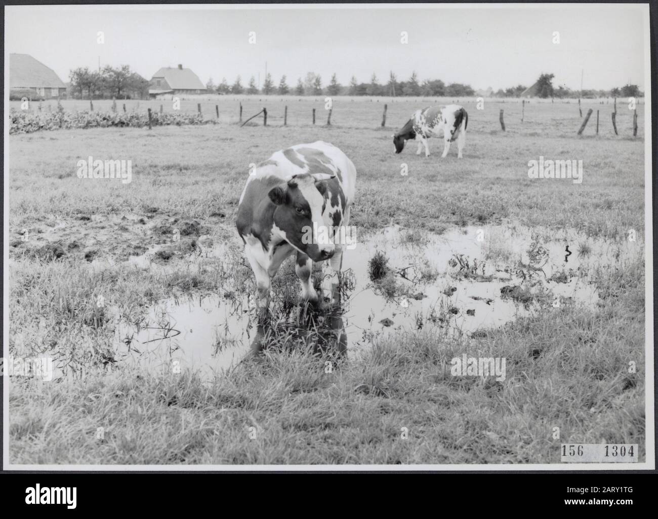 Two cows in a hi-res stock photography and images - Alamy