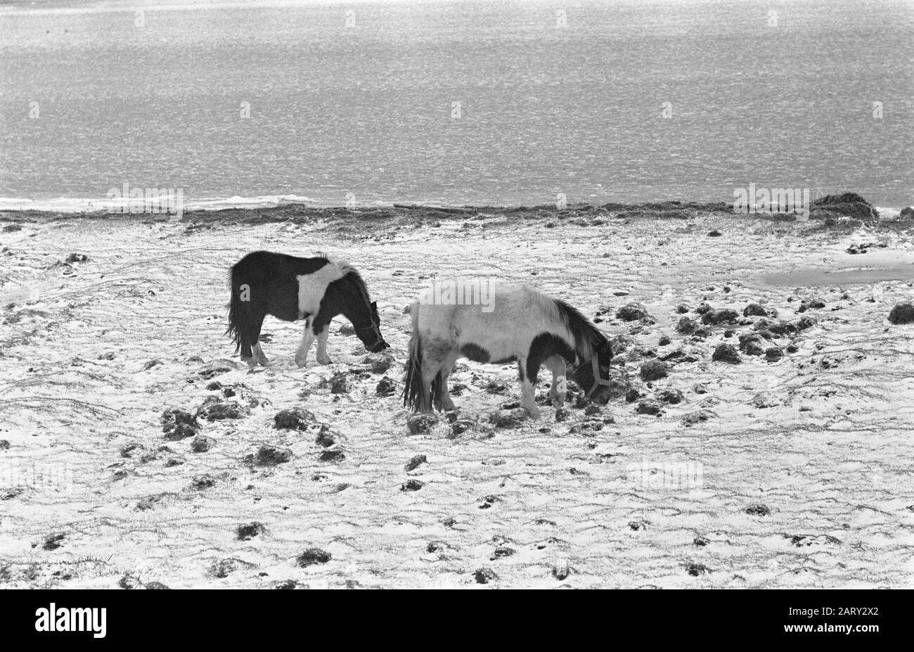 Two ponys hi-res stock photography and images - Alamy