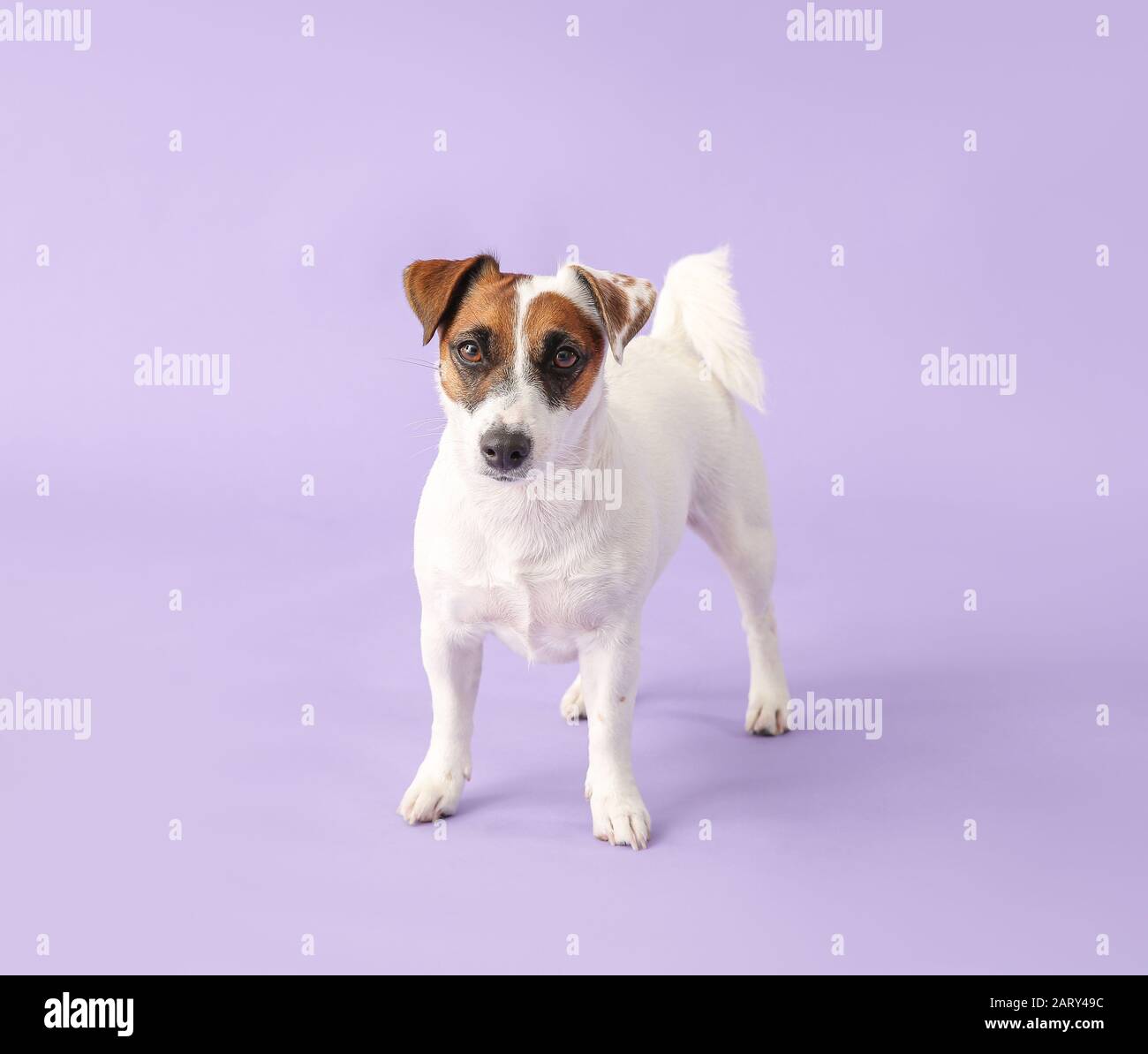 Cute Jack Russell Terrier on color background Stock Photo - Alamy