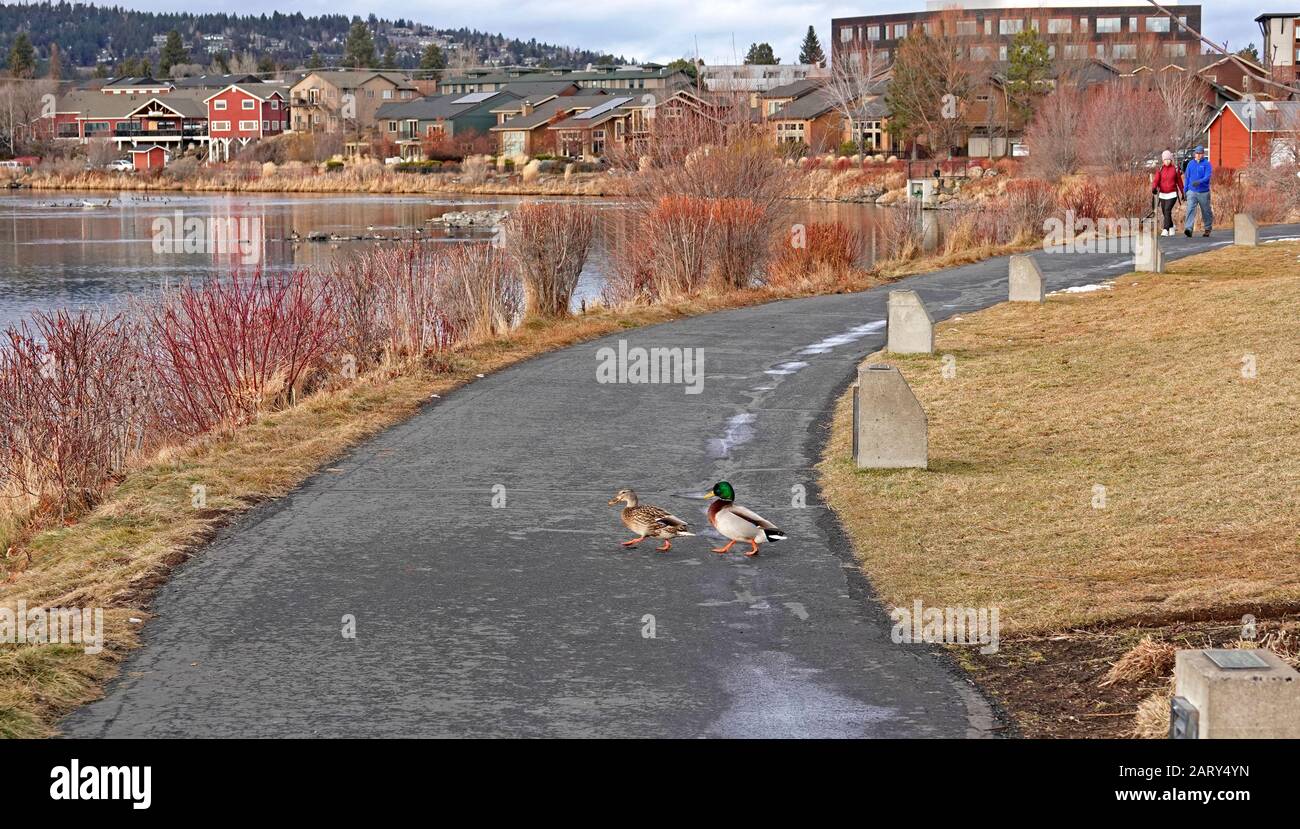 Mallard duck beautiful bird hi-res stock photography and images - Alamy
