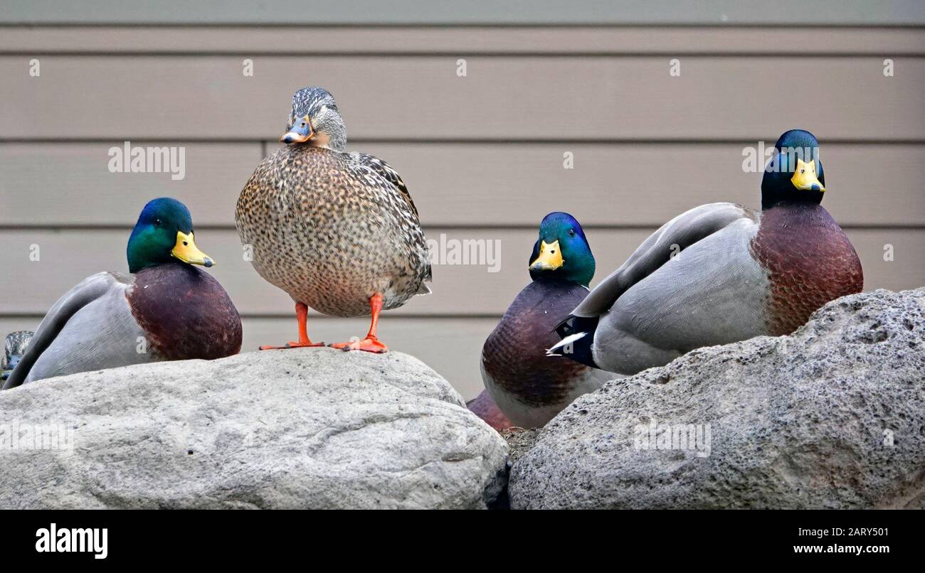Wild mallard ducks hunkered down out of the wind adjacent to an office ...