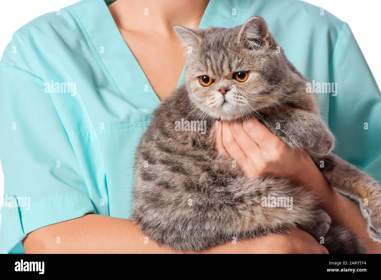 Veterinarian with cute cat on white background, closeup Stock Photo - Alamy