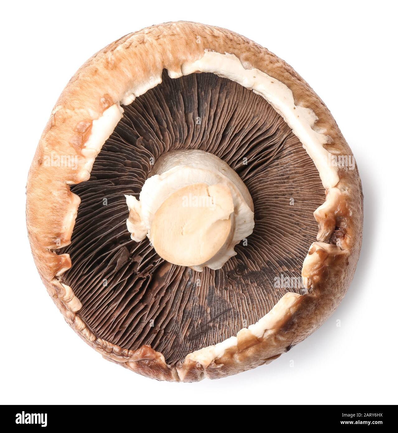 Fresh champignon mushroom on white background Stock Photo - Alamy