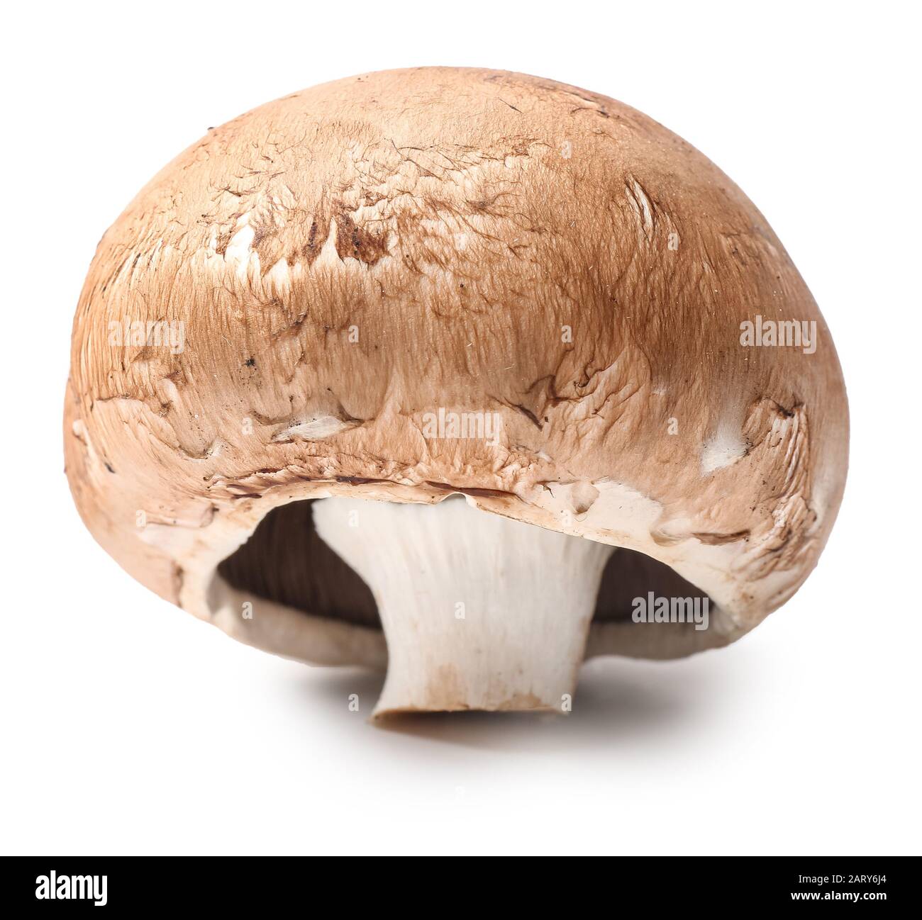 Fresh champignon mushroom on white background Stock Photo - Alamy